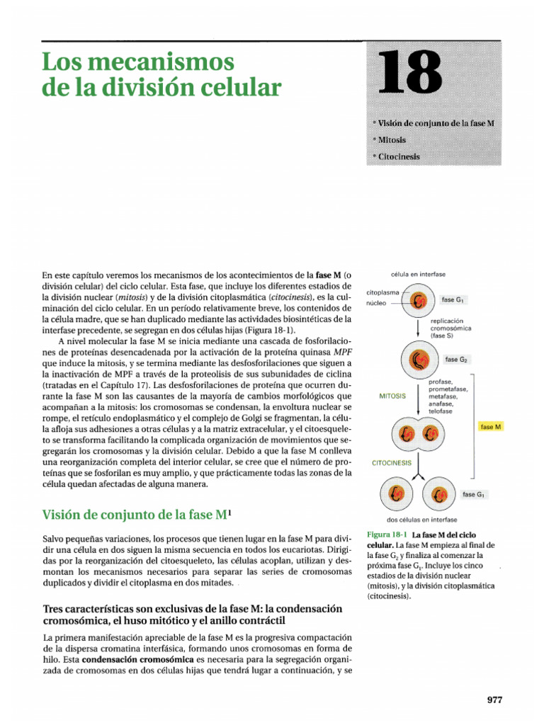 Mitosis de Alberts | PDF
