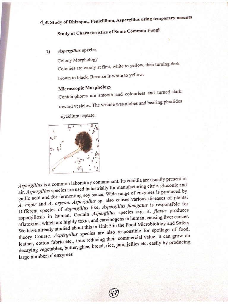 Lab Manual cc1 | PDF