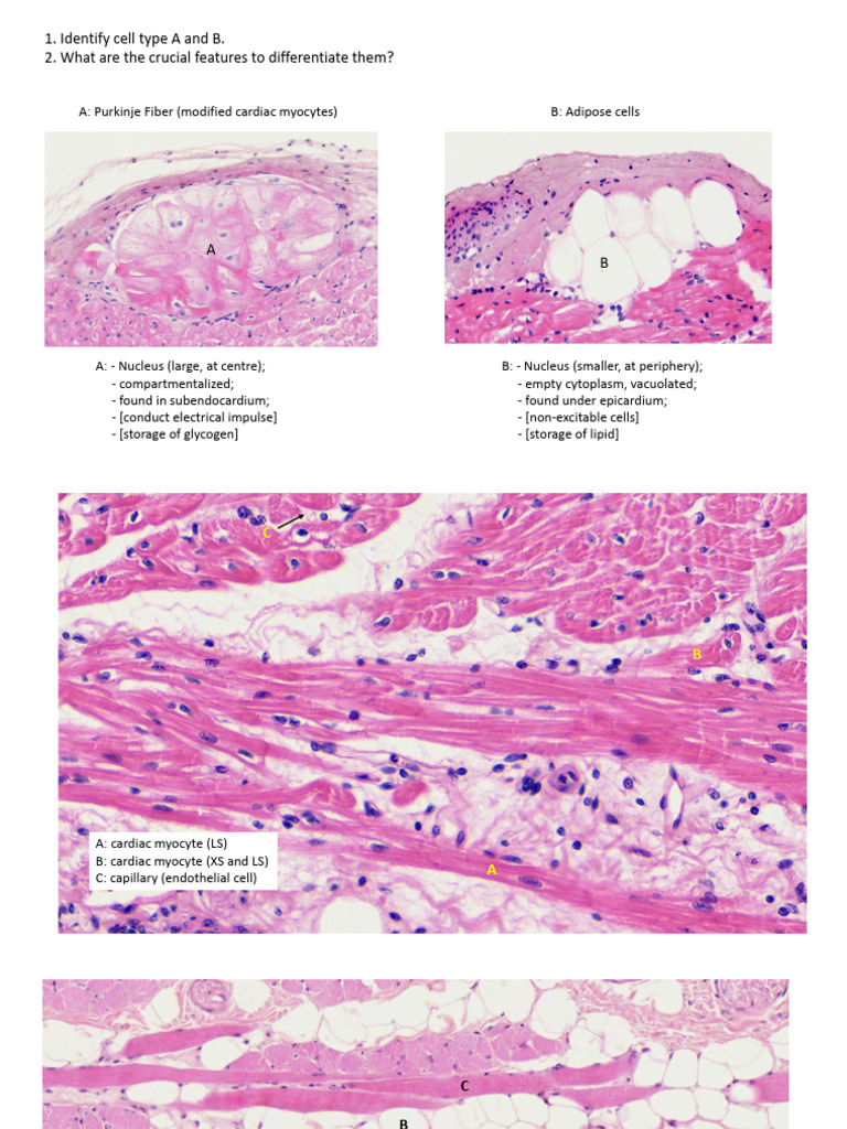 Cell Types and Features in Muscular Tissues | PDF | Cardiac Muscle ...