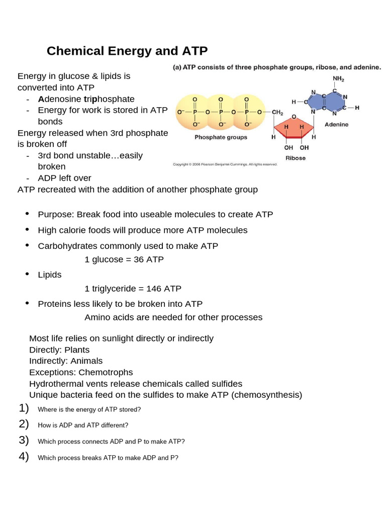 Chemical Energy and ATP | PDF | Cellular Respiration | Photosynthesis