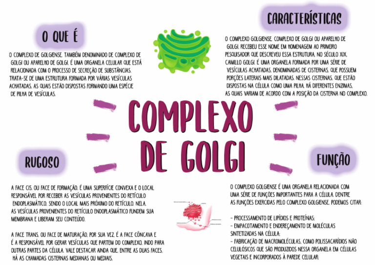 037 - Complexo de Golgi | PDF