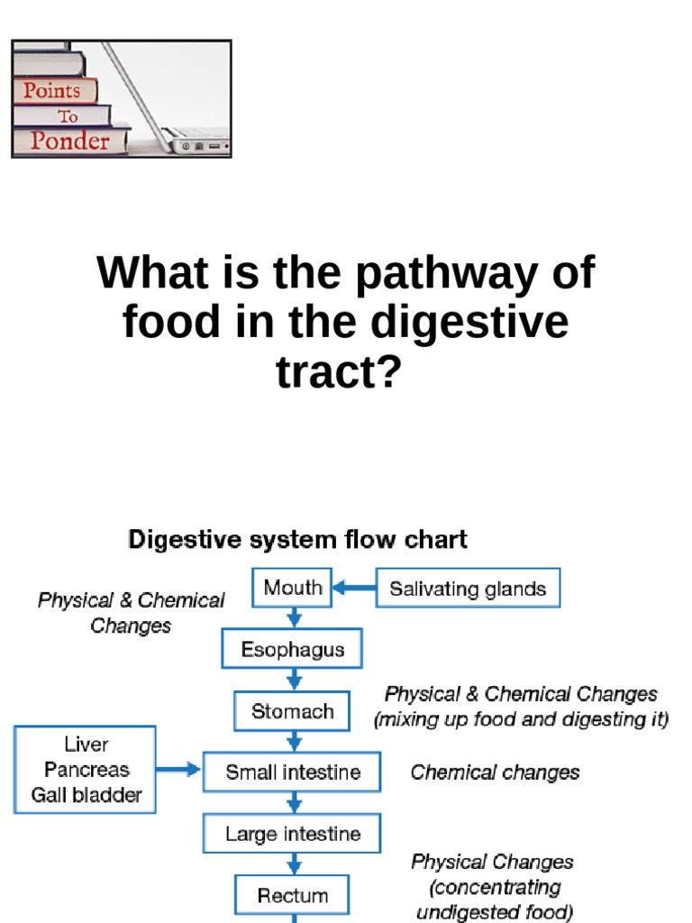 Digestive System Pathway and Enzymes | PDF