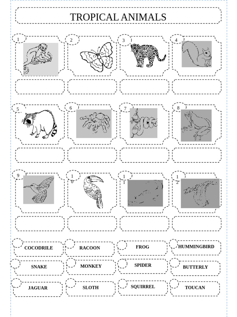 RAINFOREST Plantilla Write and Match | PDF