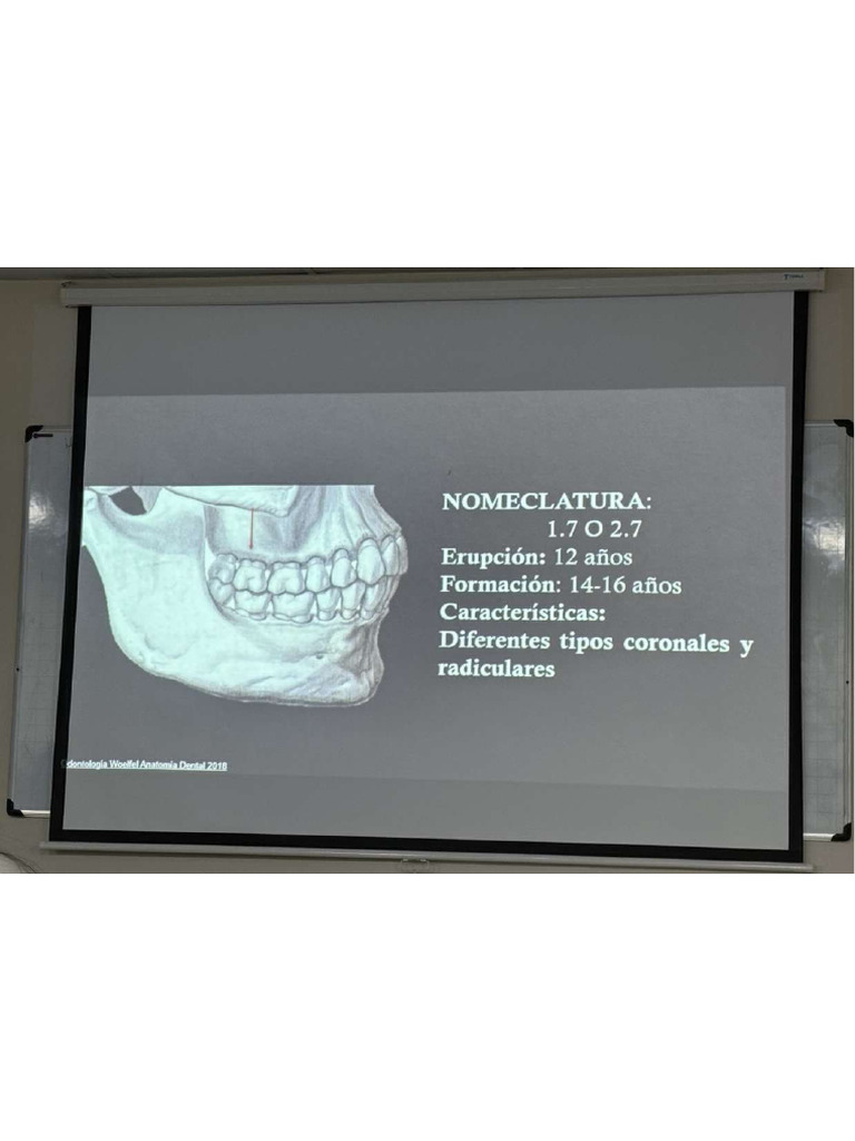Segundo Molar Superior | PDF