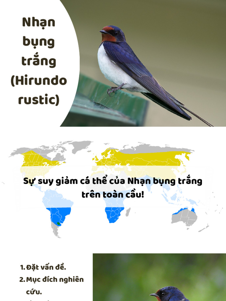 Hirundo Rustica | PDF