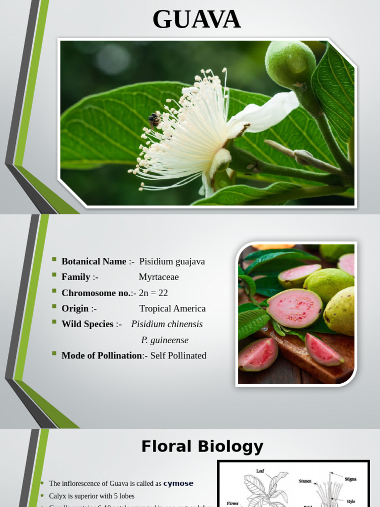 Floral Biology of Guava | PDF
