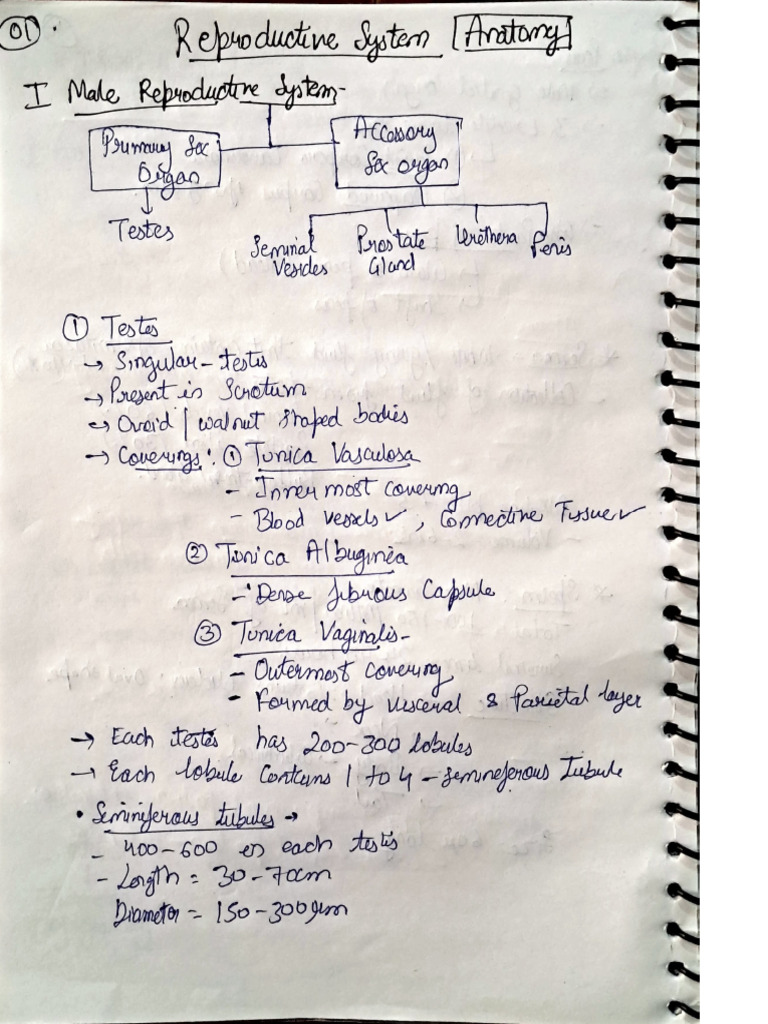 Reproductive System Anatomy | PDF | Testicle | Animal Reproductive System