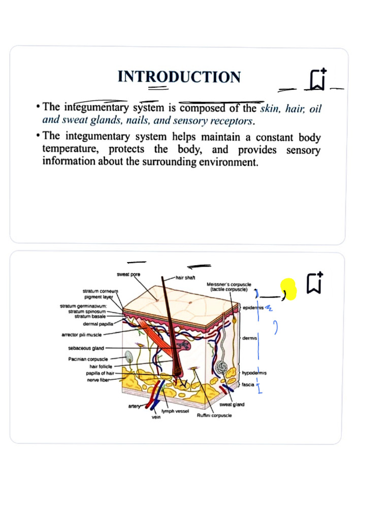 Unit-2 Integumentary System | PDF
