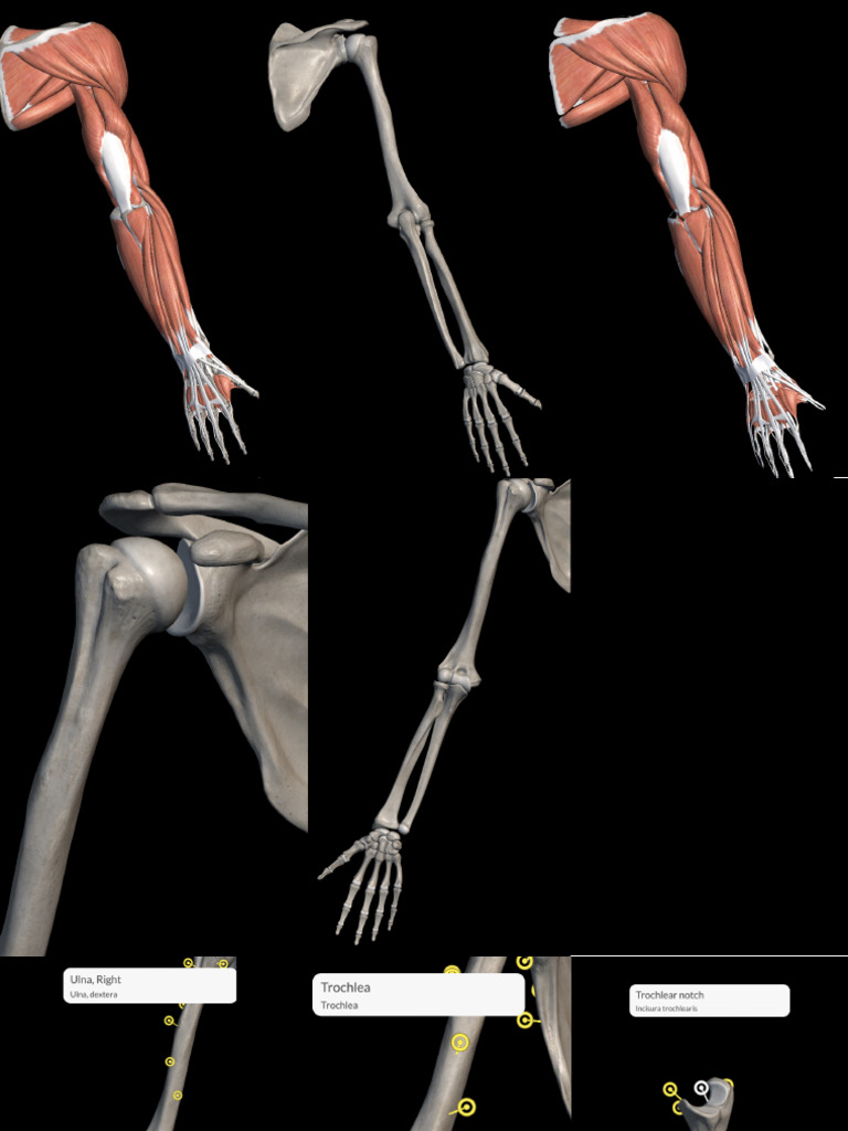 Locomotion L1 A1 | PDF