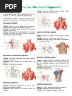 7 - Músculos Do Membro Superior | PDF | Sistema Locomotor | Membros ...