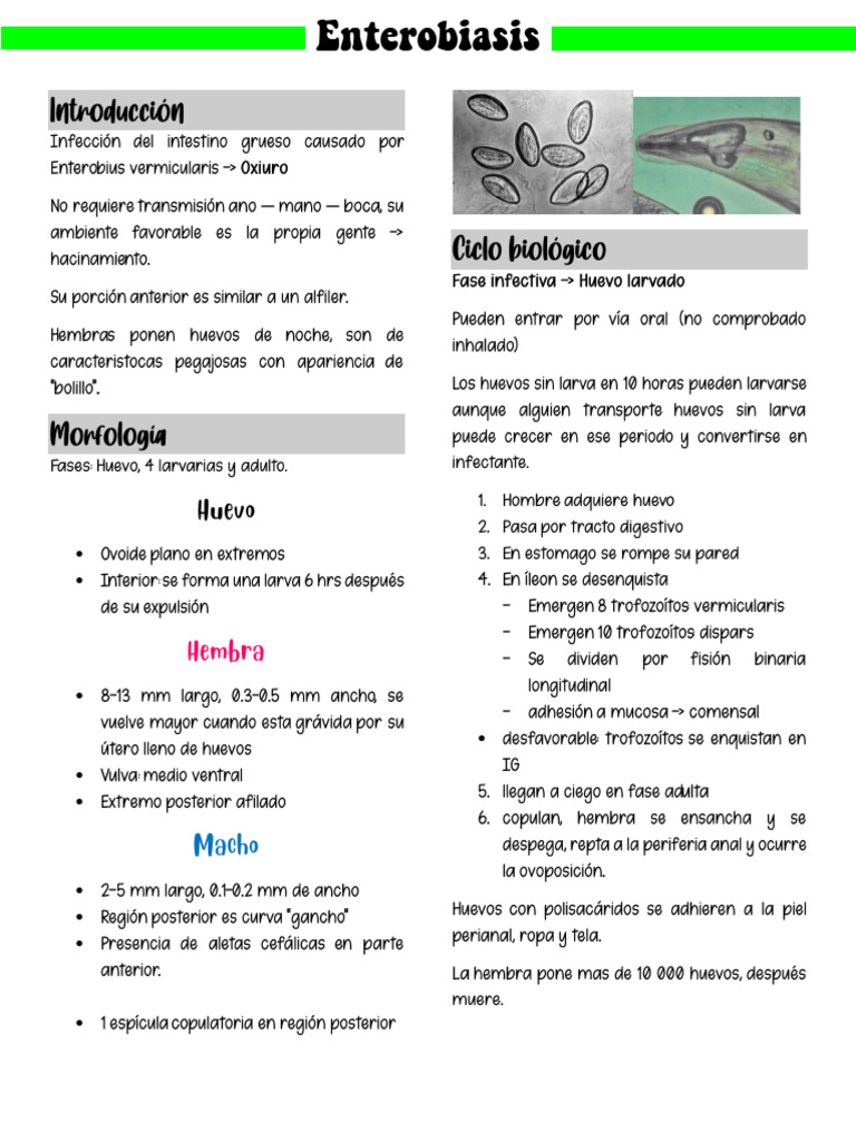 Guía Completa sobre Enterobiasis | PDF