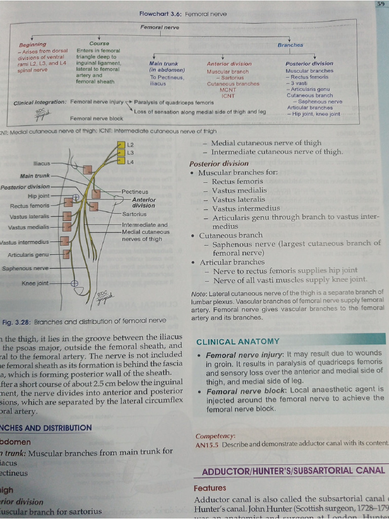 Femoral Nerve | PDF