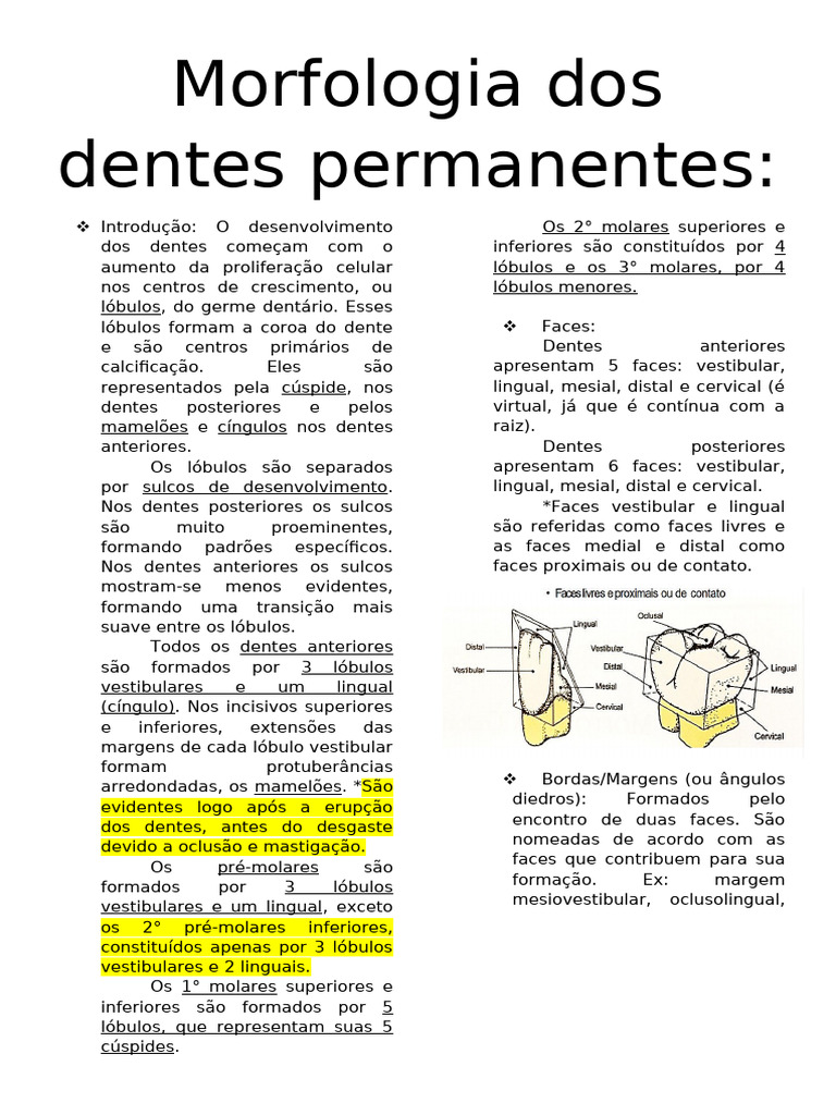 Morfologia dos Dentes Permanentes | PDF | Dente humano | Áreas da ...