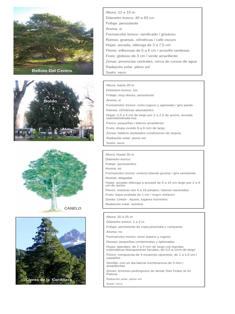 Características de Árboles Nativos Chilenos | PDF | Hoja | Plantas