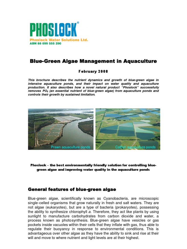 Blue-Green Algae Management in Aquaculture | PDF | Phytoplankton | Food Web