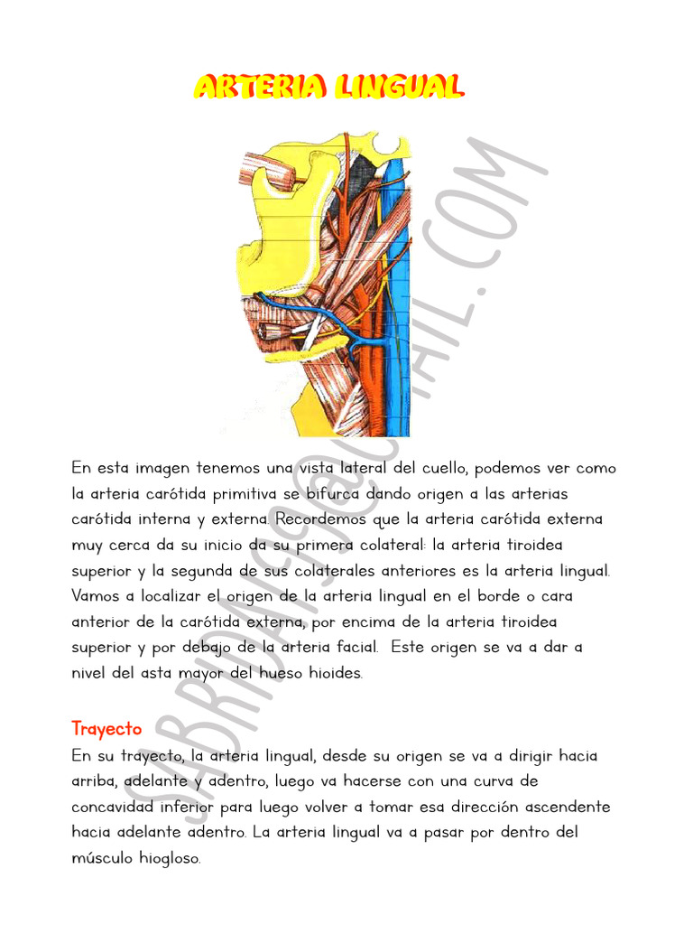 Anatomía de la Arteria Lingual | PDF | Anatomía de los primates ...