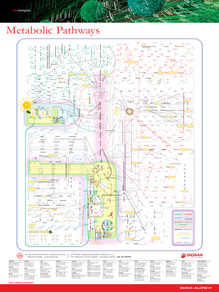 Metabolic Pathways Poster | PDF | Biochemistry | Chemistry