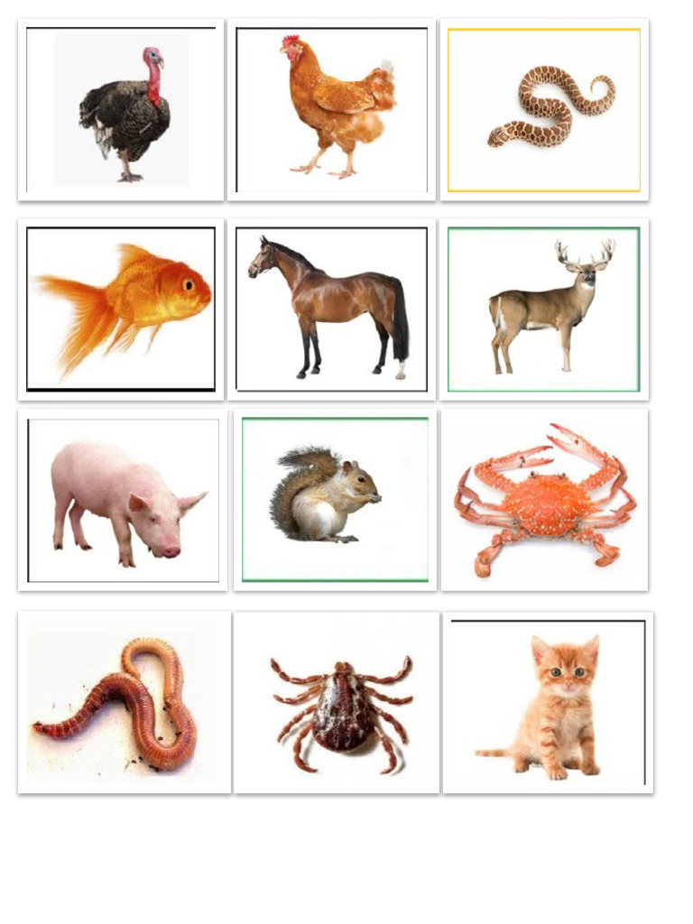 Animales Varios | PDF