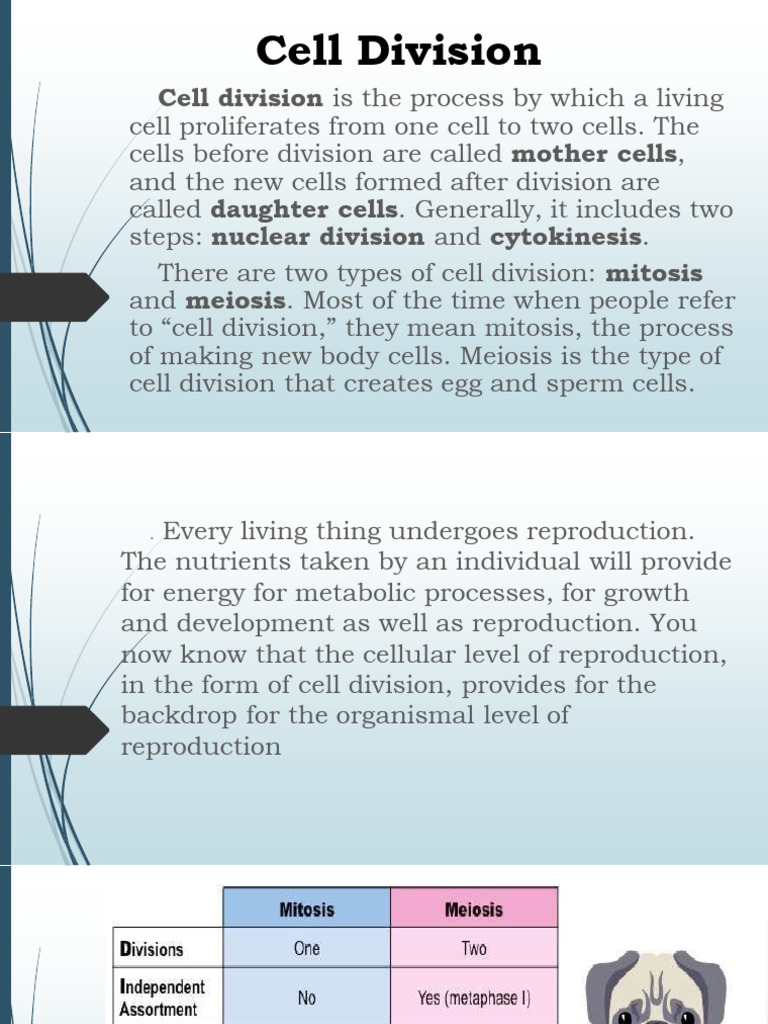 Cell Division (1) | PDF | Mitosis | Cell (Biology)