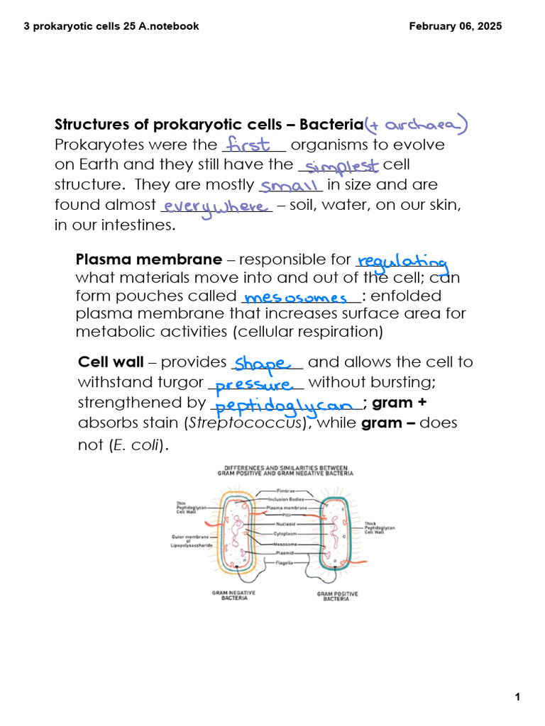 prokaryotic cells A Feb 6 | PDF | Cell (Biology) | Bacteria