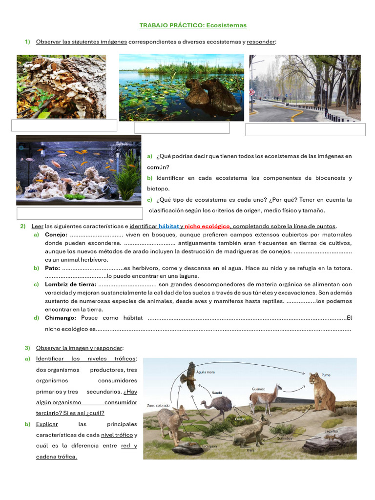 ACTIVIDAD y TEXTO Ecosistemas - 1D STJ | PDF | Red alimentaria | Ecosistema
