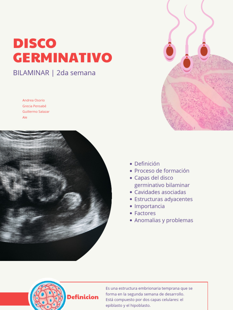 Disco Germinativo Bilaminar: Formación y Función | PDF | Embrión ...