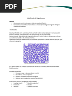 Características del exudado purulento | PDF | Infección | Medicina CLINICA
