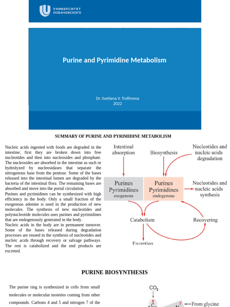 Purine and Pyrimidine Metabolism Overview | PDF | Nucleotides ...