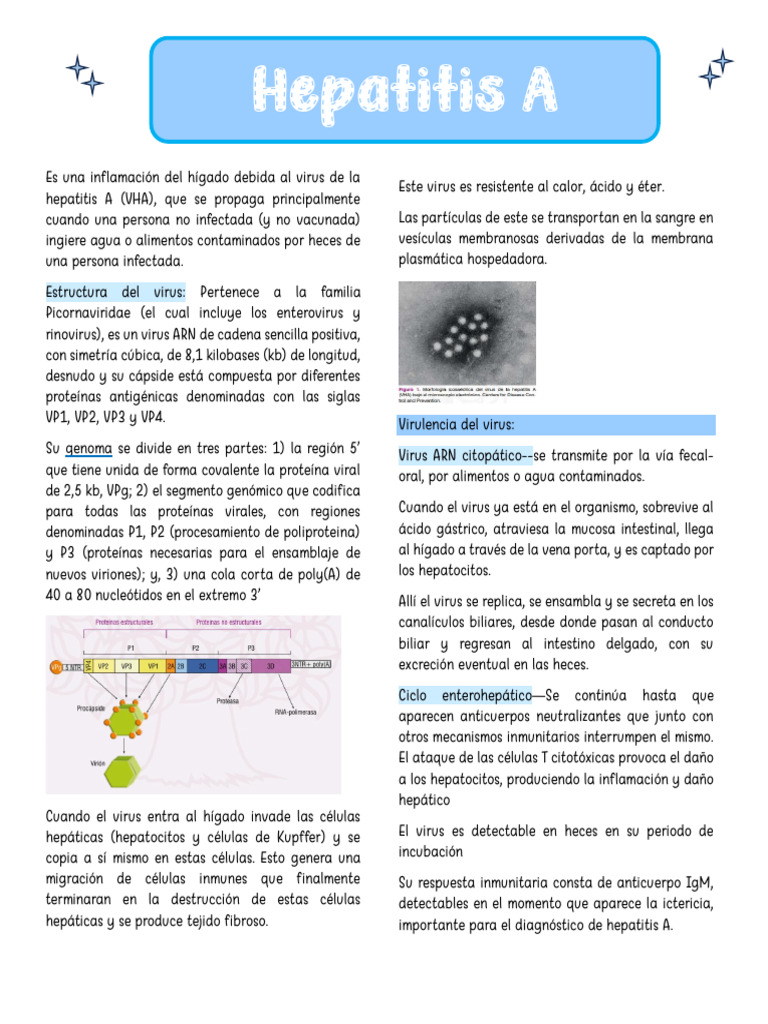 Hepatitis A: Síntomas, Diagnóstico y Prevención | PDF | Virus | Hepatitis