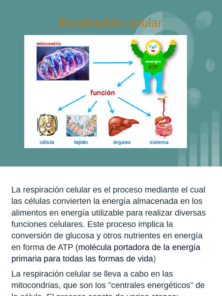 Respiracion | PDF | Respiración celular | Trifosfato de adenosina