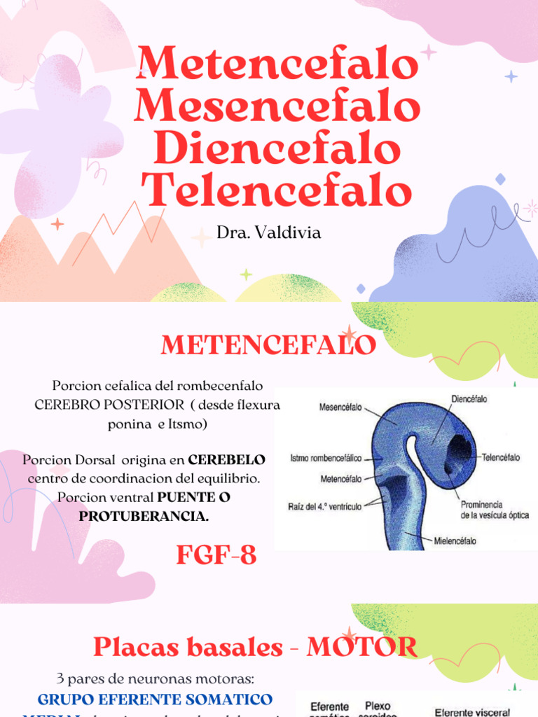 Metencefalo Mesencefalo Diencefalo | PDF | Cerebelo | Neuroanatomía