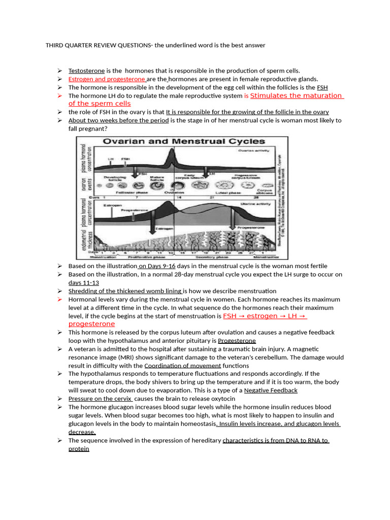 Third Quarter Review Questions | PDF | Menstrual Cycle | Luteinizing Hormone