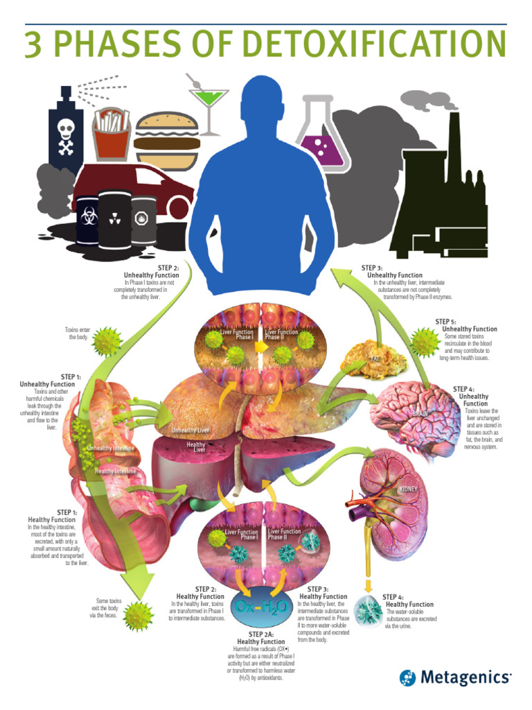 Understanding Detoxification Phases | PDF | Drug Metabolism ...