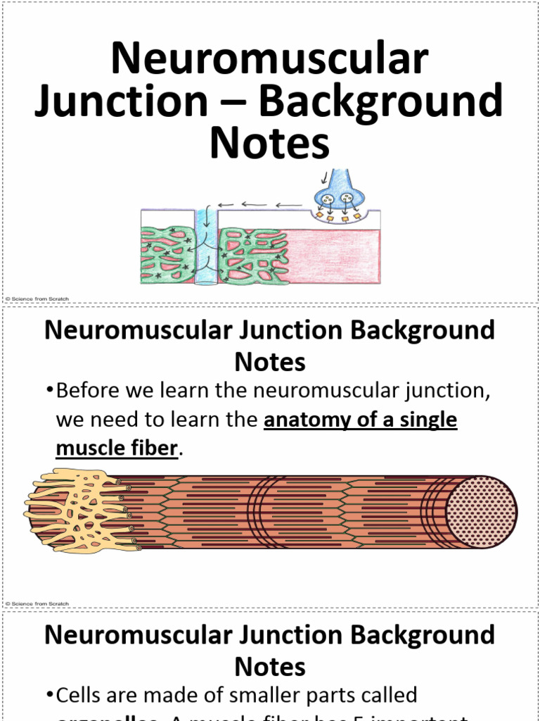 Neuromuscular Junction Notes | PDF | Neuromuscular Junction | Motor Neuron