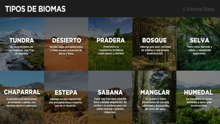 Tipos de Biomas | PDF