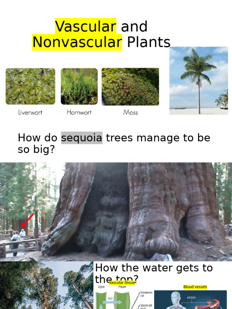 Vascular vs Nonvascular Plants Explained | PDF | Plants | Seed