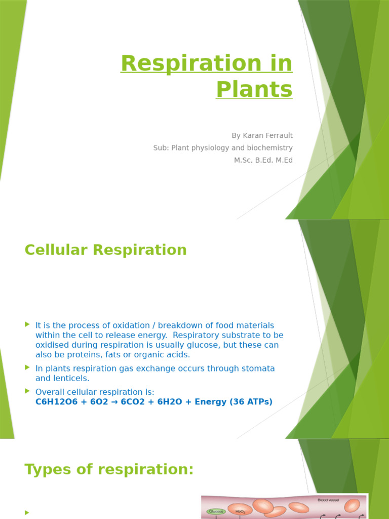 Cellular Respiration in Plants Explained | PDF | Cellular Respiration ...