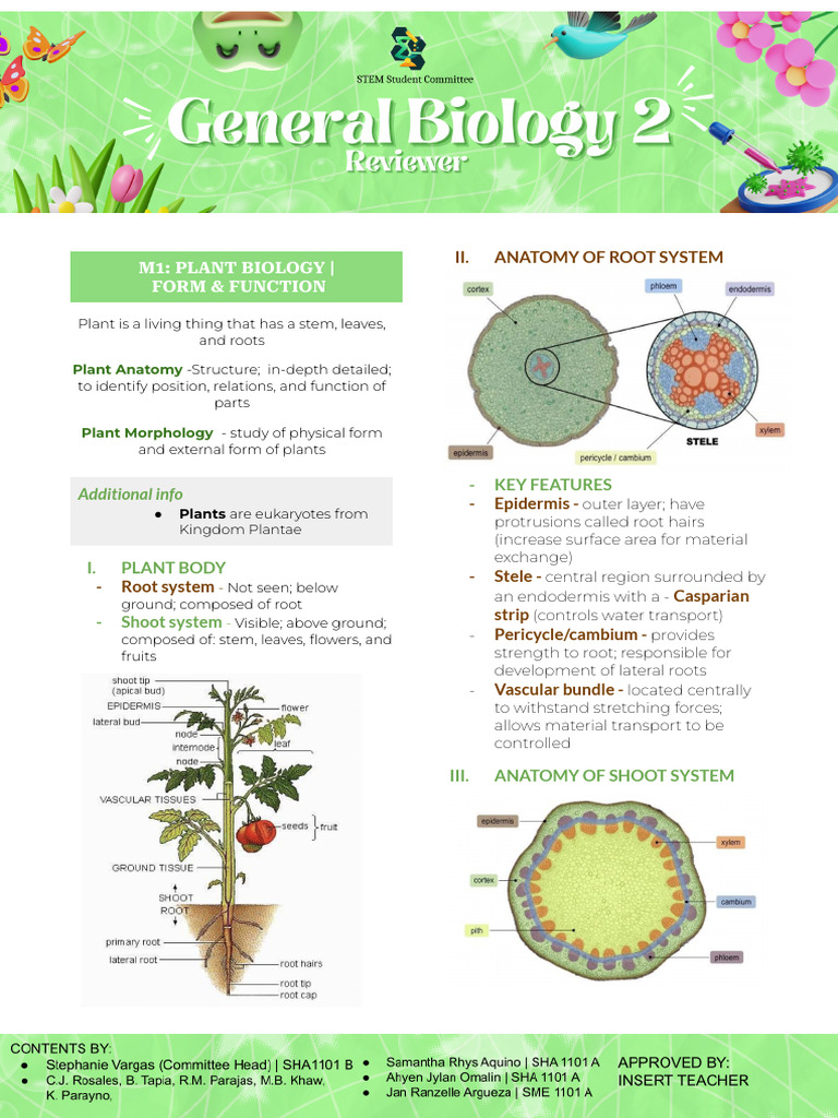 Plant Biology: Anatomy & Functions | PDF | Plant Stem | Plant Hormone
