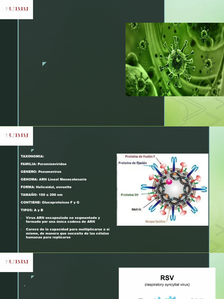 Virus Sincitial Respiratorio Alma 603 Pdf Virus Tos