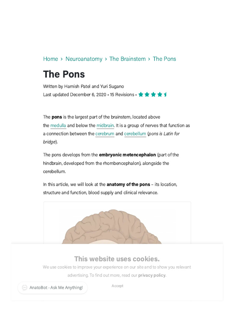 The Pons - Function - Location - Vasculature - TeachMeAnatomy | PDF ...