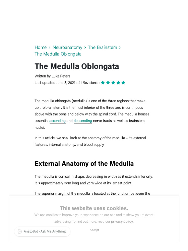 Anatomy and Functions of the Medulla | PDF | Brainstem | Neuroscience
