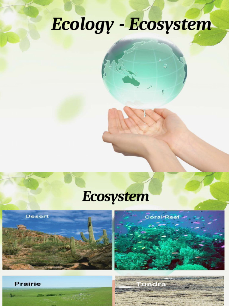 Understanding Ecosystems and Their Functions | PDF | Ecosystem | Foods