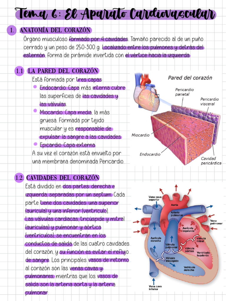 Tema 6 Aparato Circulatorio | PDF | Corazón | Sistema circulatorio