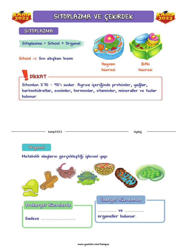 SİTOPLAZMA VE ÇEKİRDEK Büyük PDF | PDF