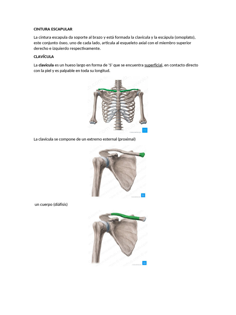 Anatomía de la Cintura Escapular | PDF | Articulación | Hombro