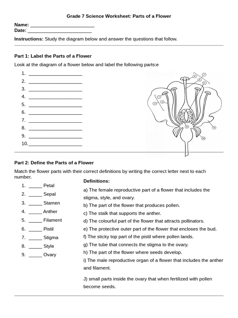 Grade 7 Science Worksheet - 060359 | PDF