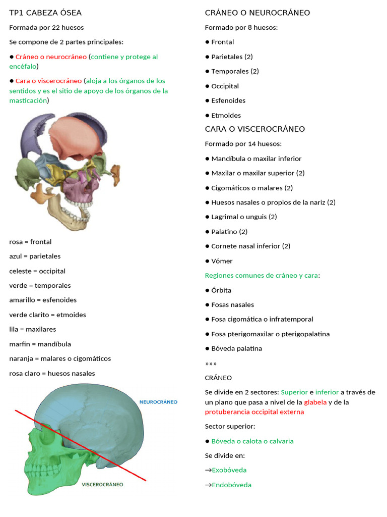Anatomía de la Cabeza Ósea Humana | PDF | Cráneo | Sistema ...