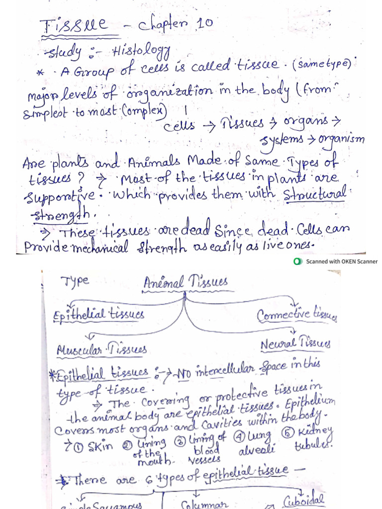 300) (Handwritten Notes English) TISSUE | PDF
