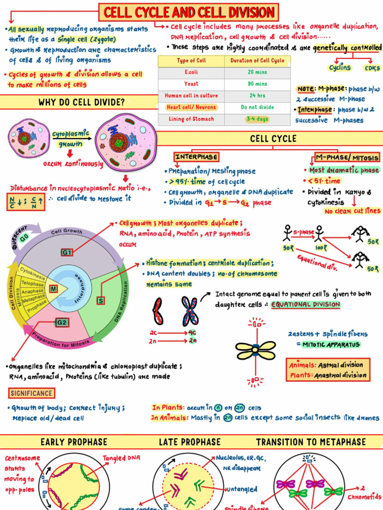 2. Cell Cycle and Cell Division NOTES -3-7 | PDF