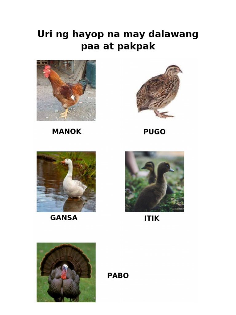 Mga Uri NG Hayop | PDF
